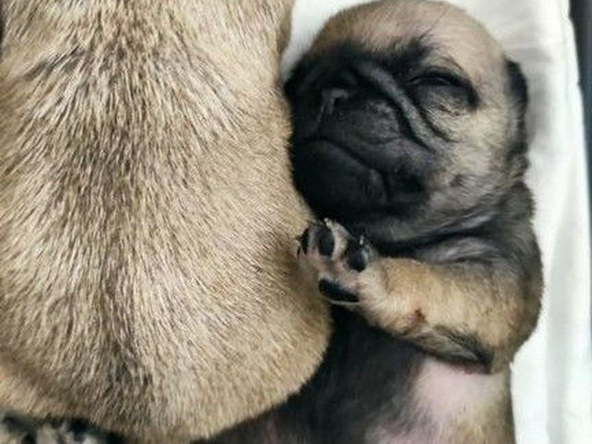 Мопс