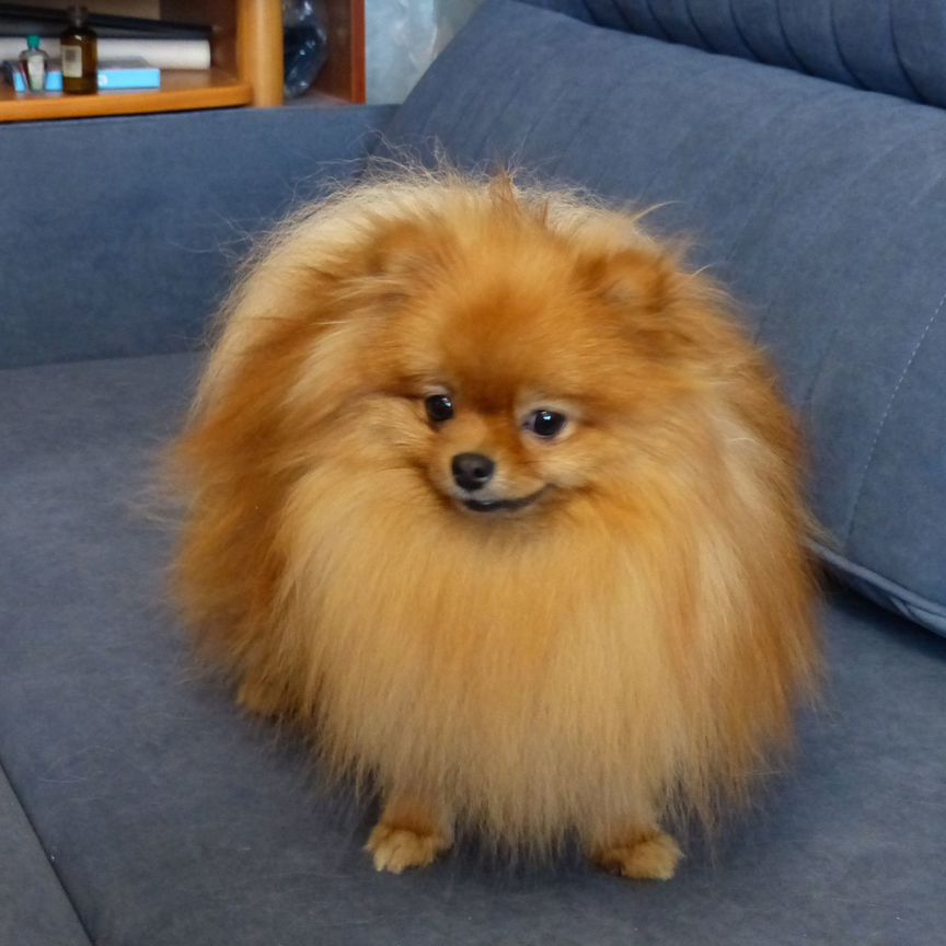 Шпиц вязка мини померанчик