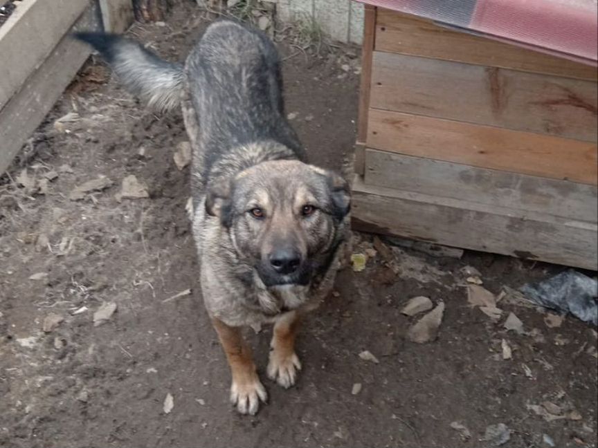 Собака в добрые руки отдам бесплатно