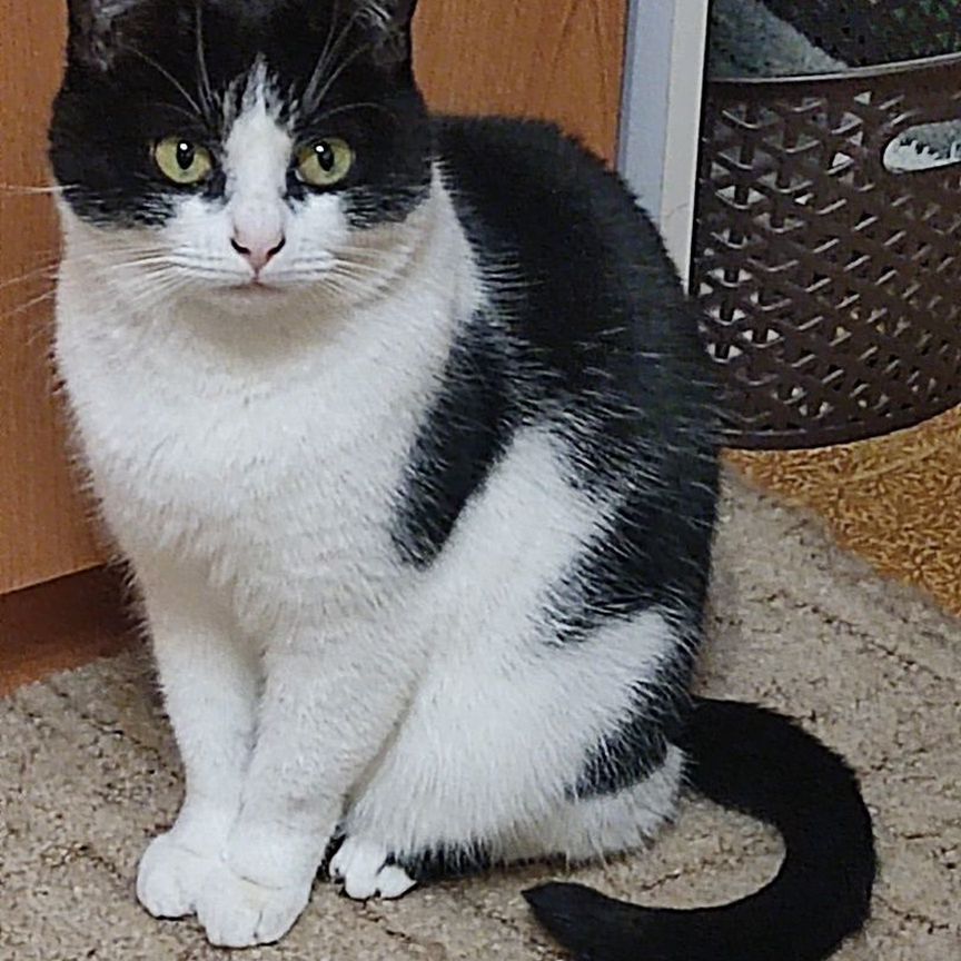 Кошка ищет дом