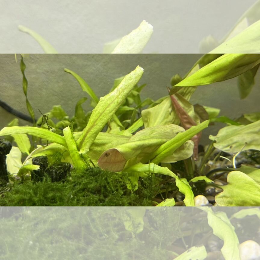 Аквариумные растения