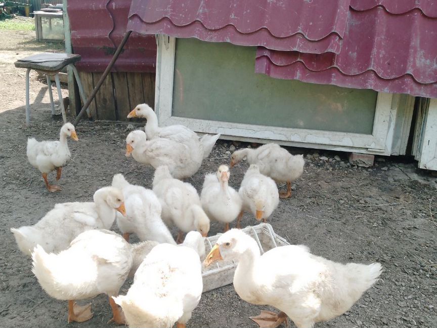 Продам линдовских гусят