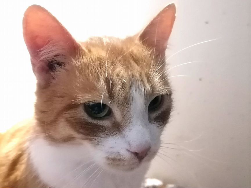 Котик в добрые руки