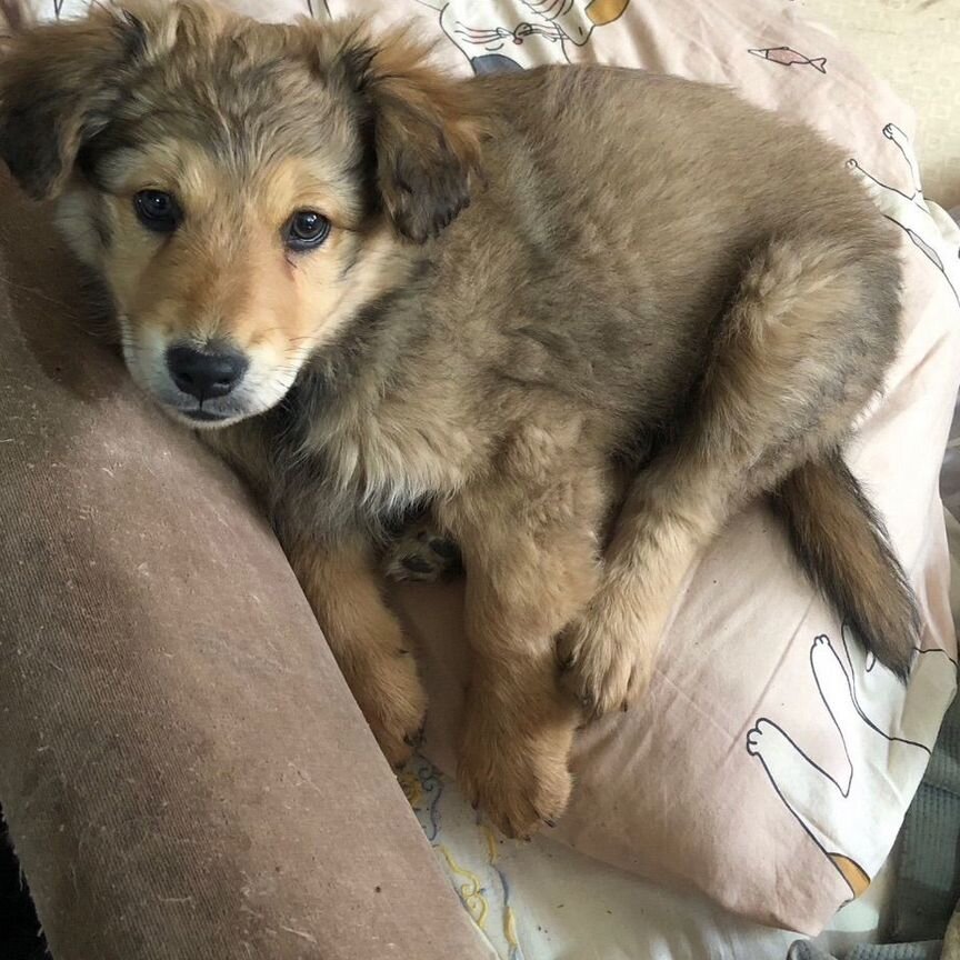 Щенок в добрые руки