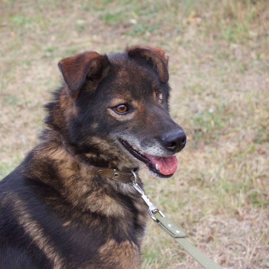 Спасли собаку с сво