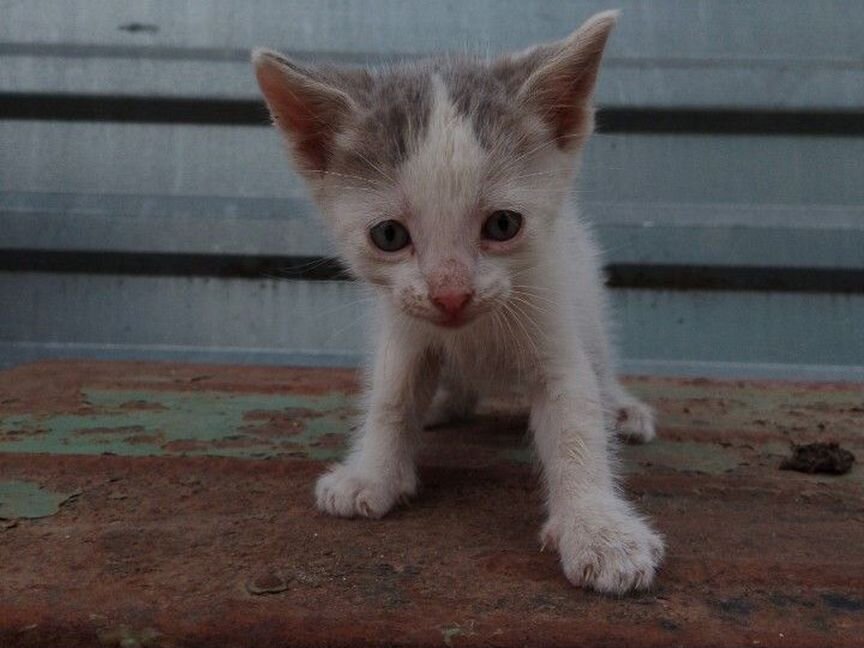 Отдам котят