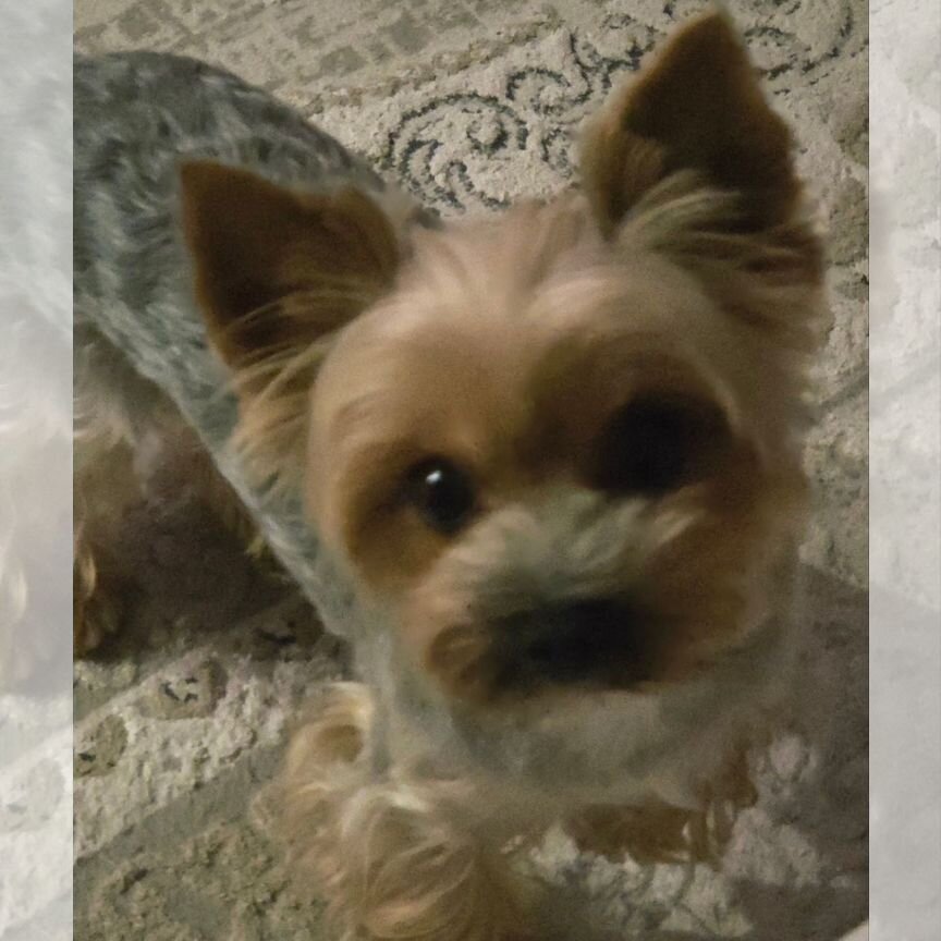 Йоркширский терьер, вязка