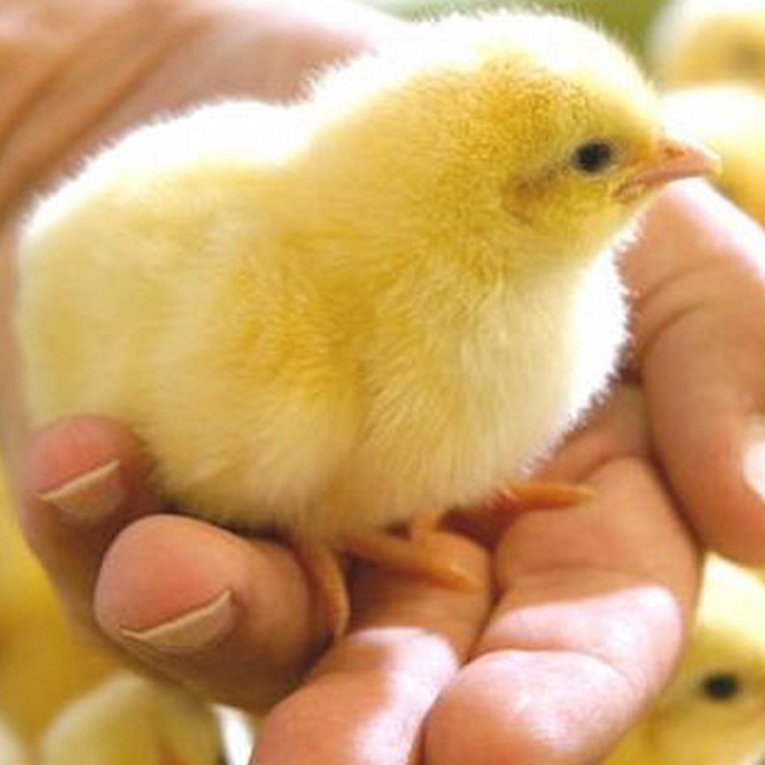 Суточный бройлер кобб500