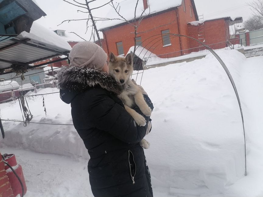 Щенок лайка западно-сибирская