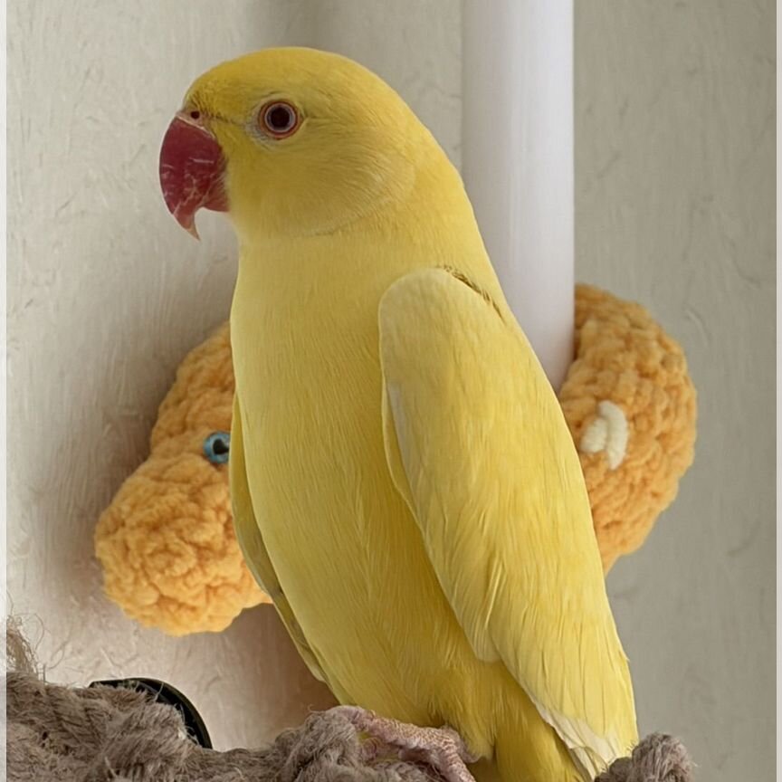 Ожереловый попугай