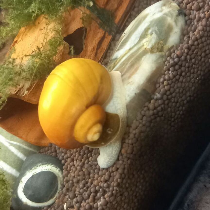 Улитки ампулярии