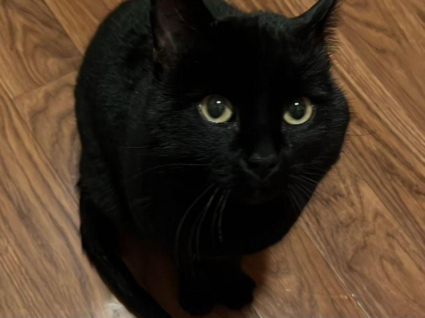 Черный котенок