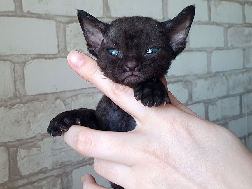 Котята девон-рекс