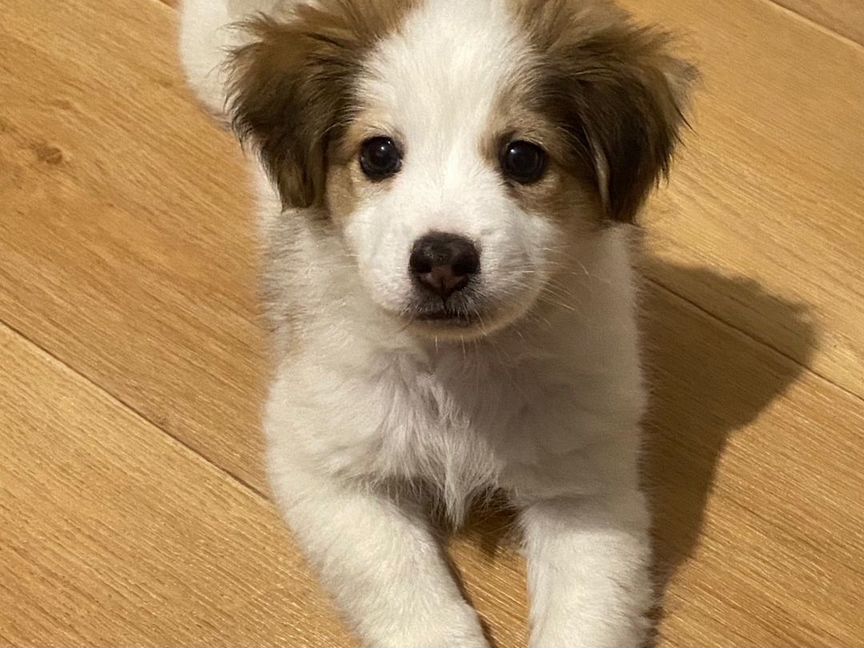 Метис Джек рассел терьера