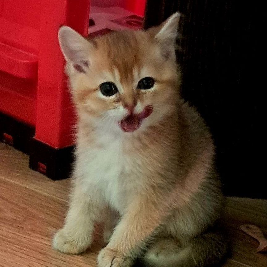 Котята золотая шиншилла