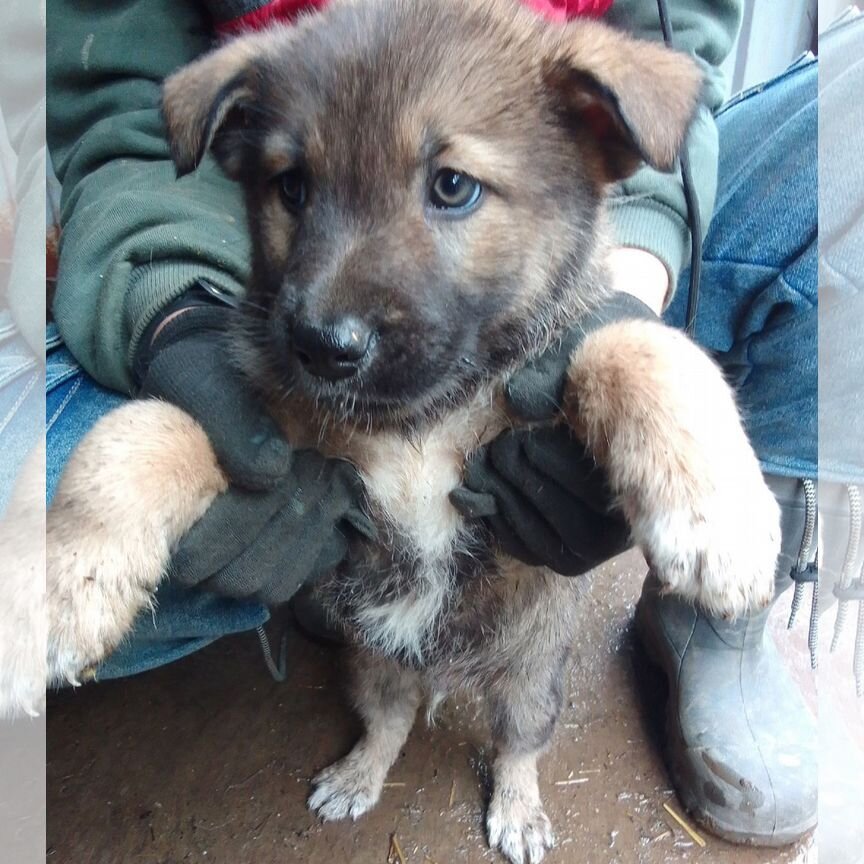 Щенок в добрые руки