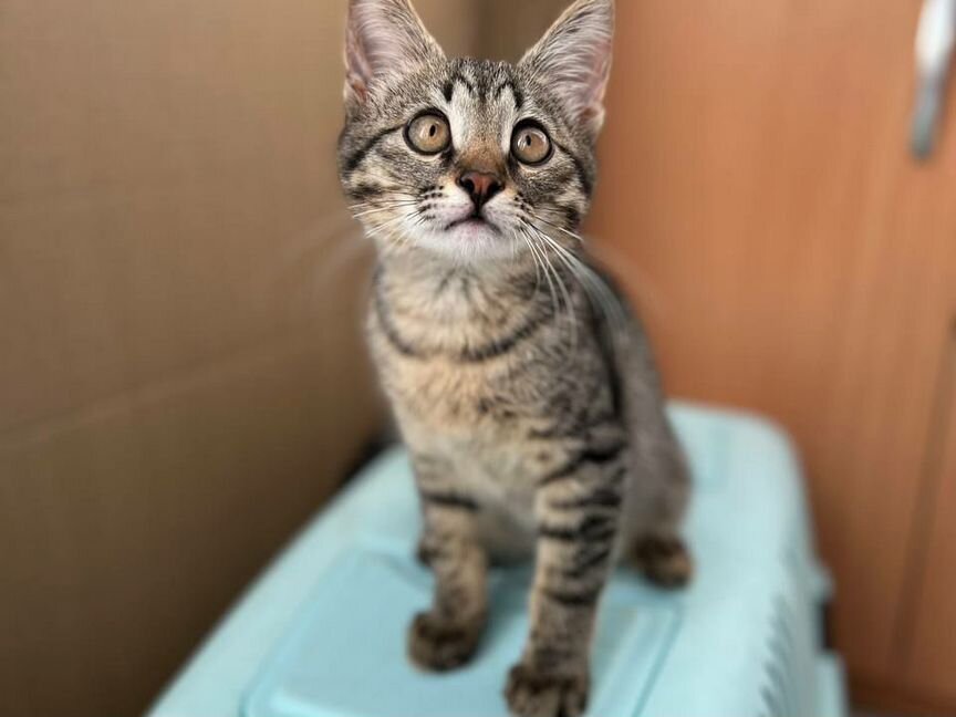 Котенок с добрые руки