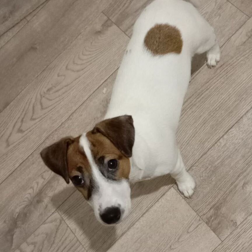 Джек-рассел-терьер, щенок