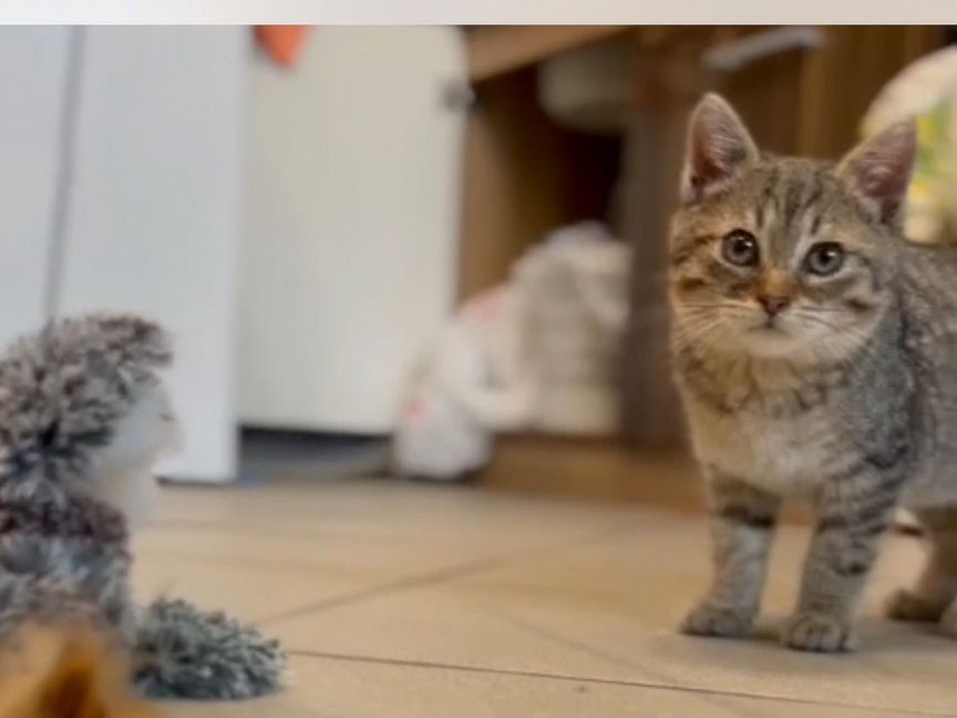 Котенок-девочка, 2,5 мес