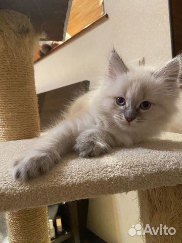 Невская маскарадная