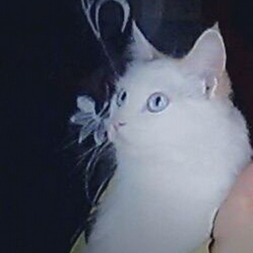 Просто Сара