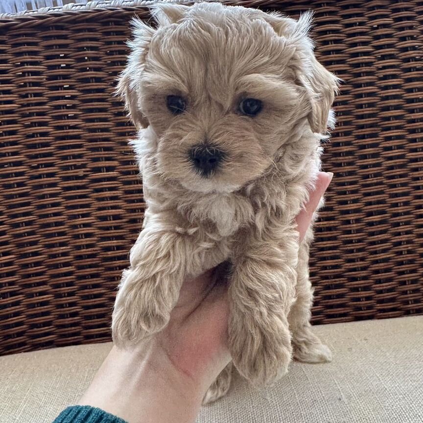 Мальтипу, щенок