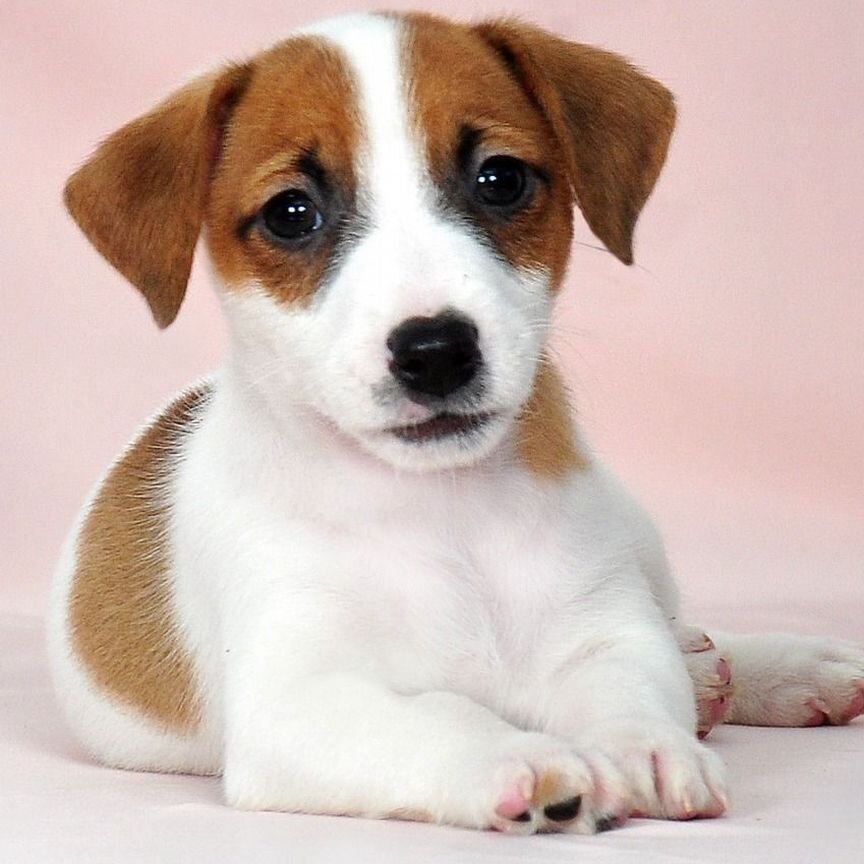 Щенки джек рассел терьер гладкошерстный