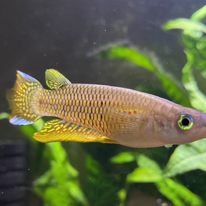 Рыба щучки Аплохейлус линеатус