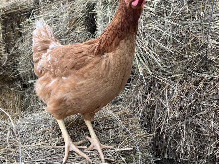 Куры молодки