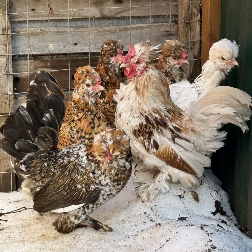 Алтайская Бентамка