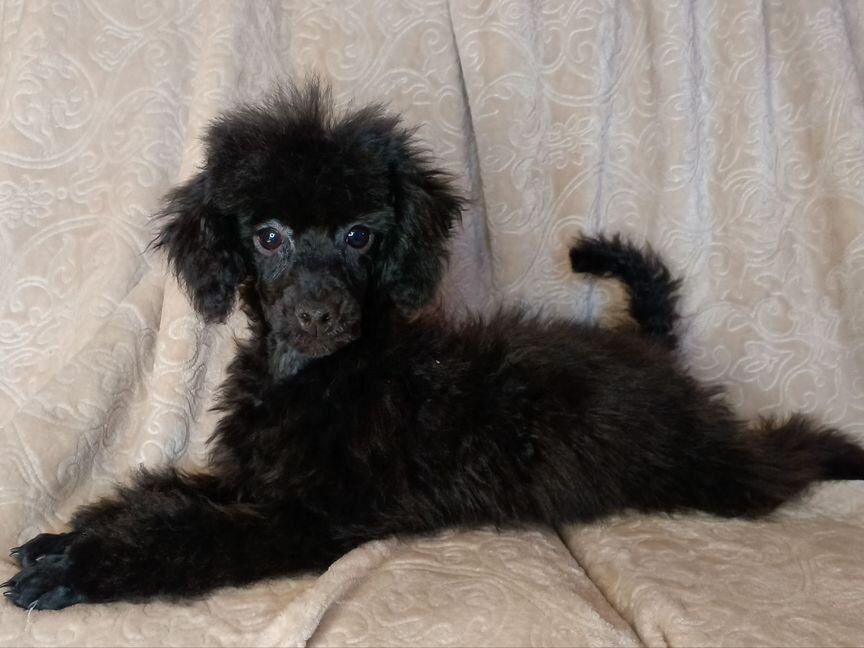 Пудель той/миниатюра