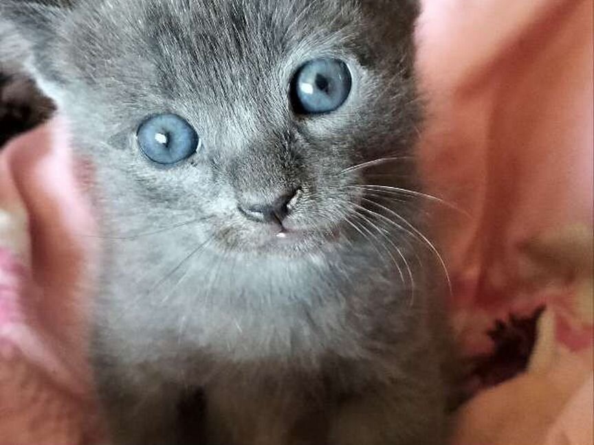 Кошечка полукровка тайская и британец