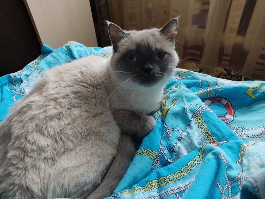 Британская короткошерстная кошка