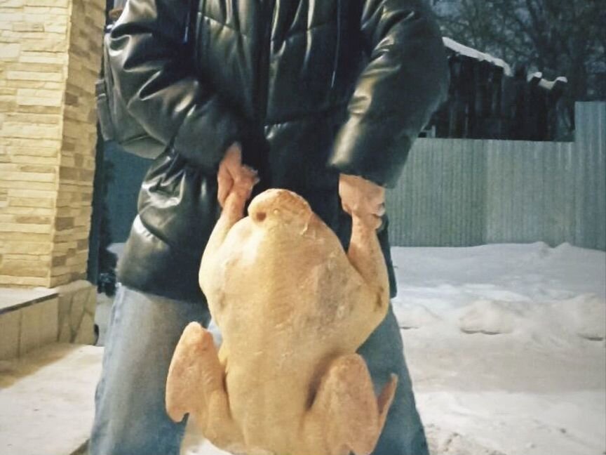 Домашняя индейка