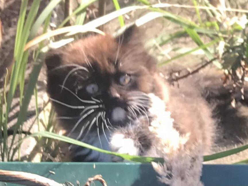 Котенок пушистый