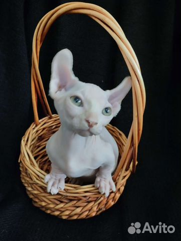 Канадский сфинкс малыш двельф