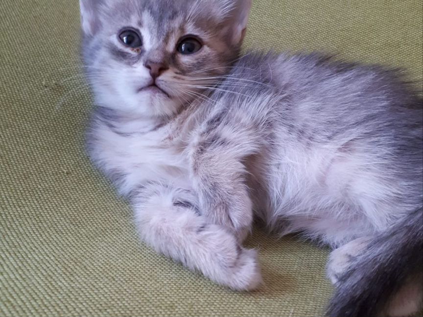 Котенок девочка в добрые руки