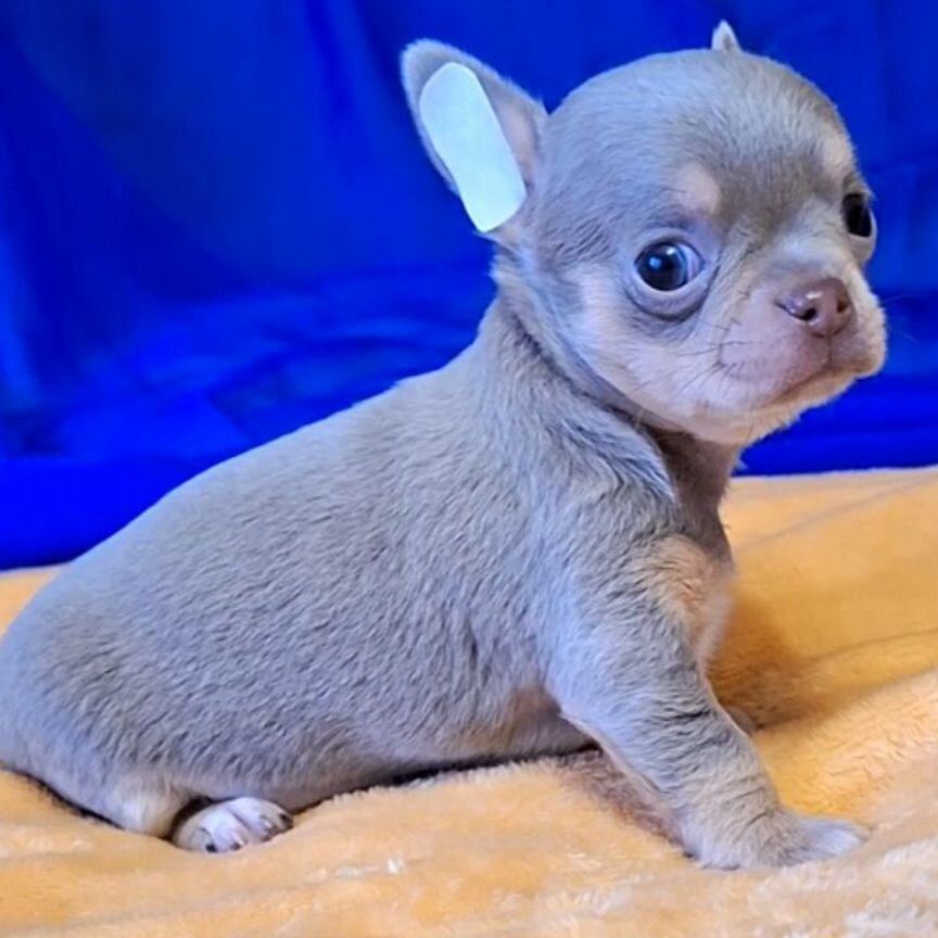 Чихуахуа, щенок