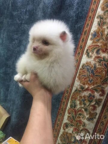 Помпом мини Снежок