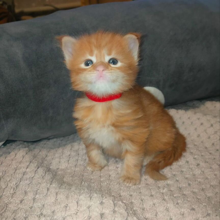 Котята мейн-кун