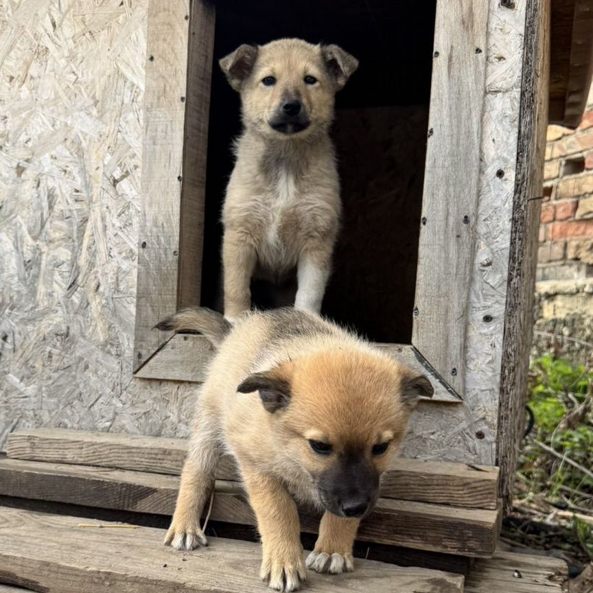 Щенок в добрые руки