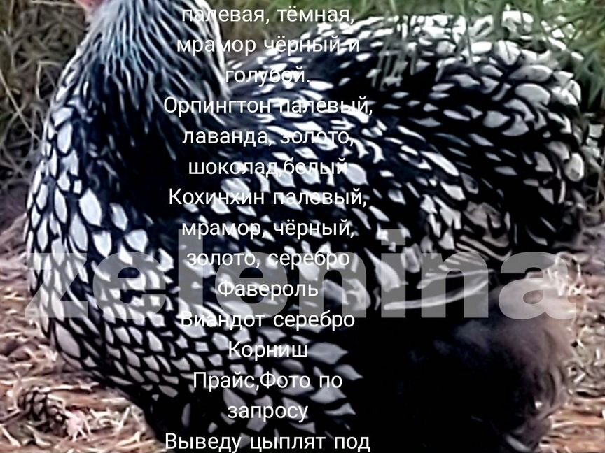 Инкубационное яйцо кур