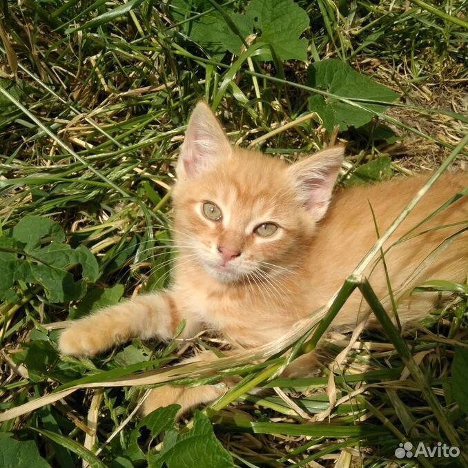 Солнечный котик