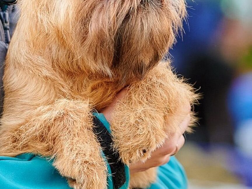 Вязка собак брюссельский грифон