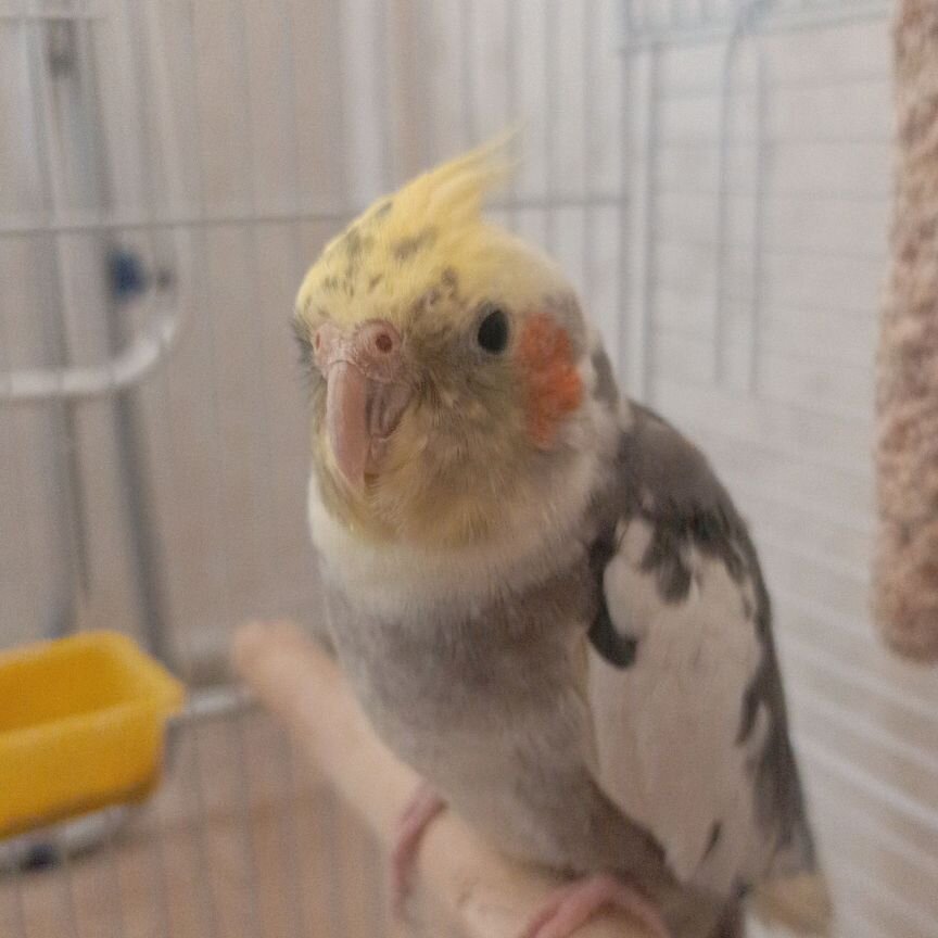 Попугай Корелла