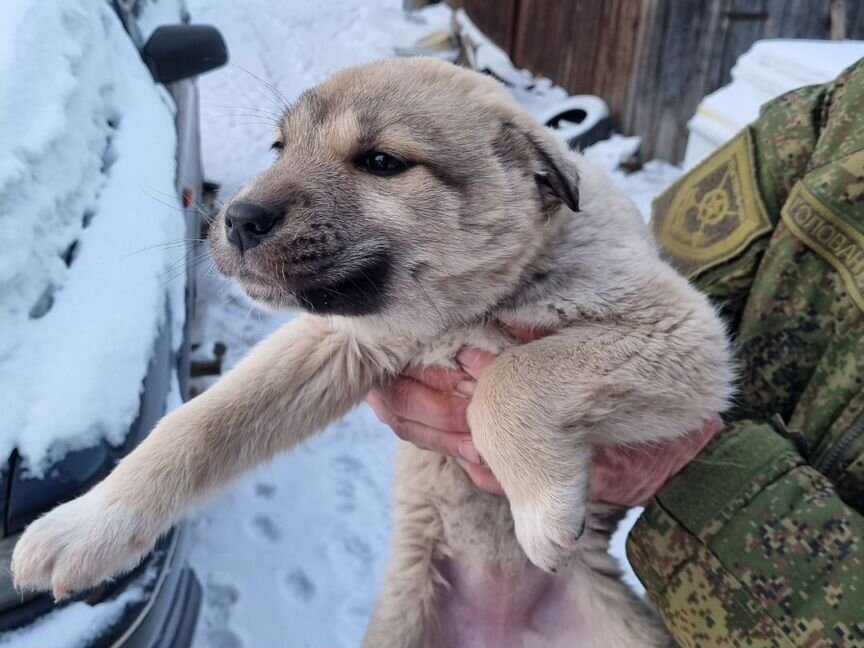 Среднеазиатская овчарка алабай щенки