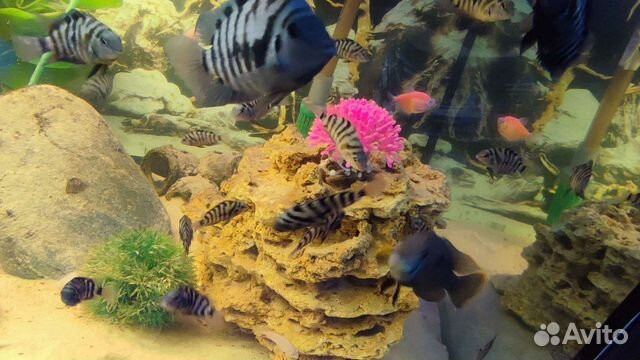 Аквариумные рыбки