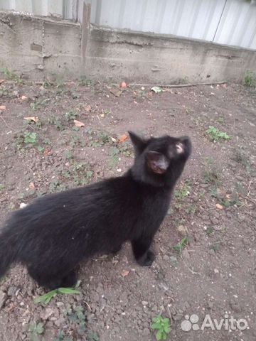 Котёнок Уголёк