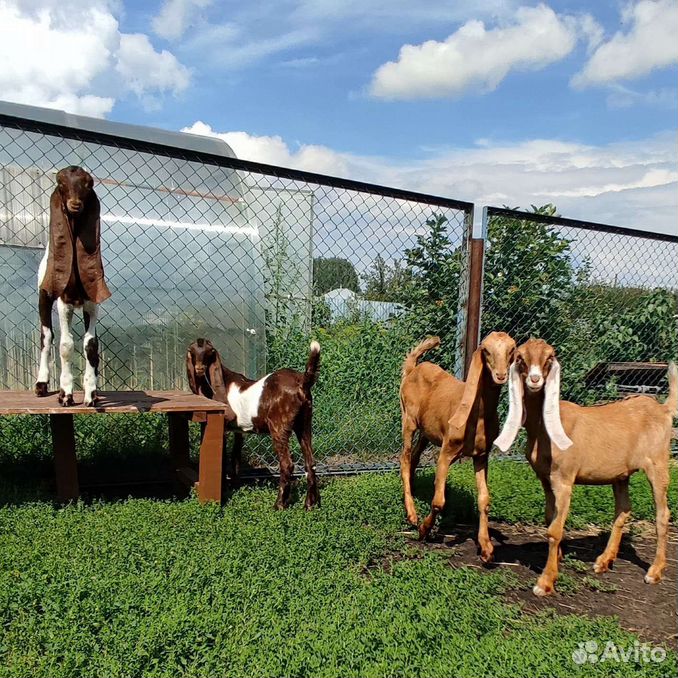 Камори 100 и 50