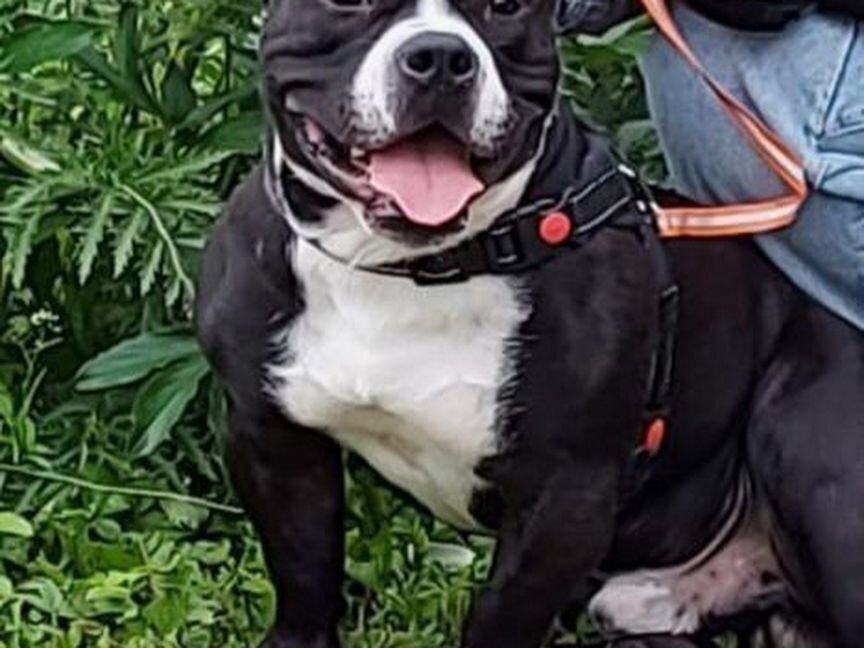 Американский Булли покет вязка